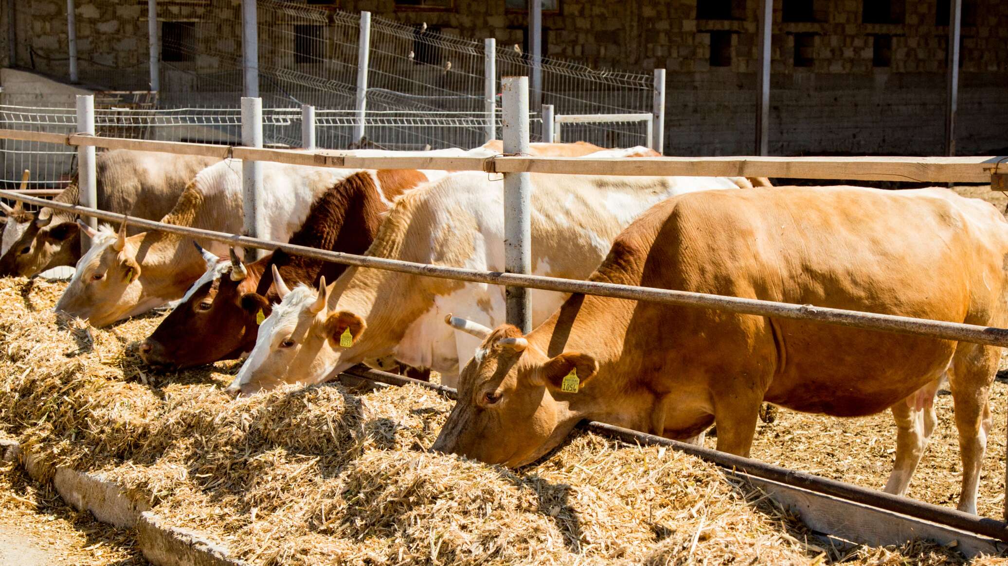 Proiect: exportul de animale vii din România, interzis către stele ...