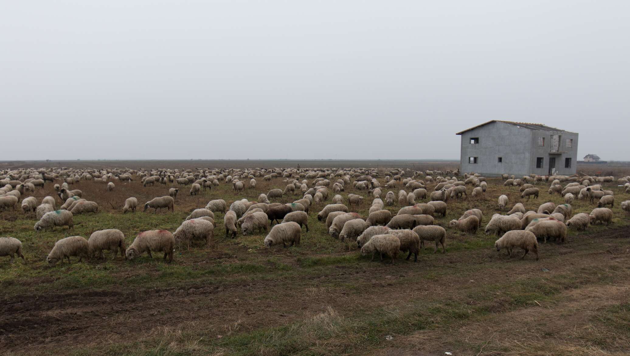 Descinderi la o stână de oi. Ce au găsit procurorii în loc de paricopitate
