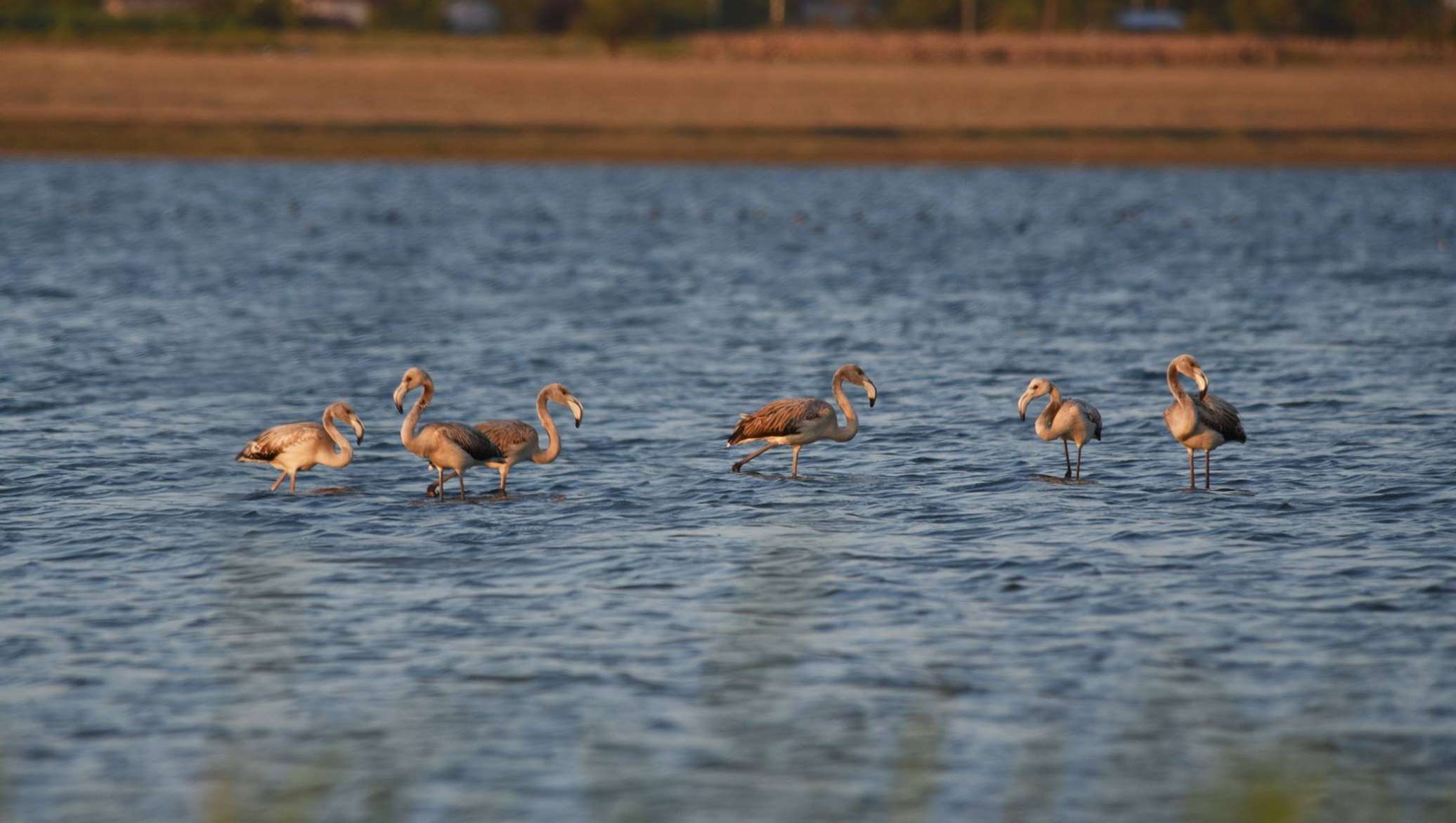 Câteva păsări Flamingo au apărut pe lacurile din România