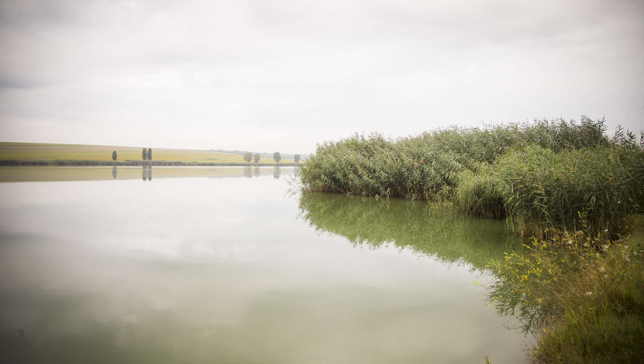 De ce a pierit peștele în Cubolta: Concluzie preliminară