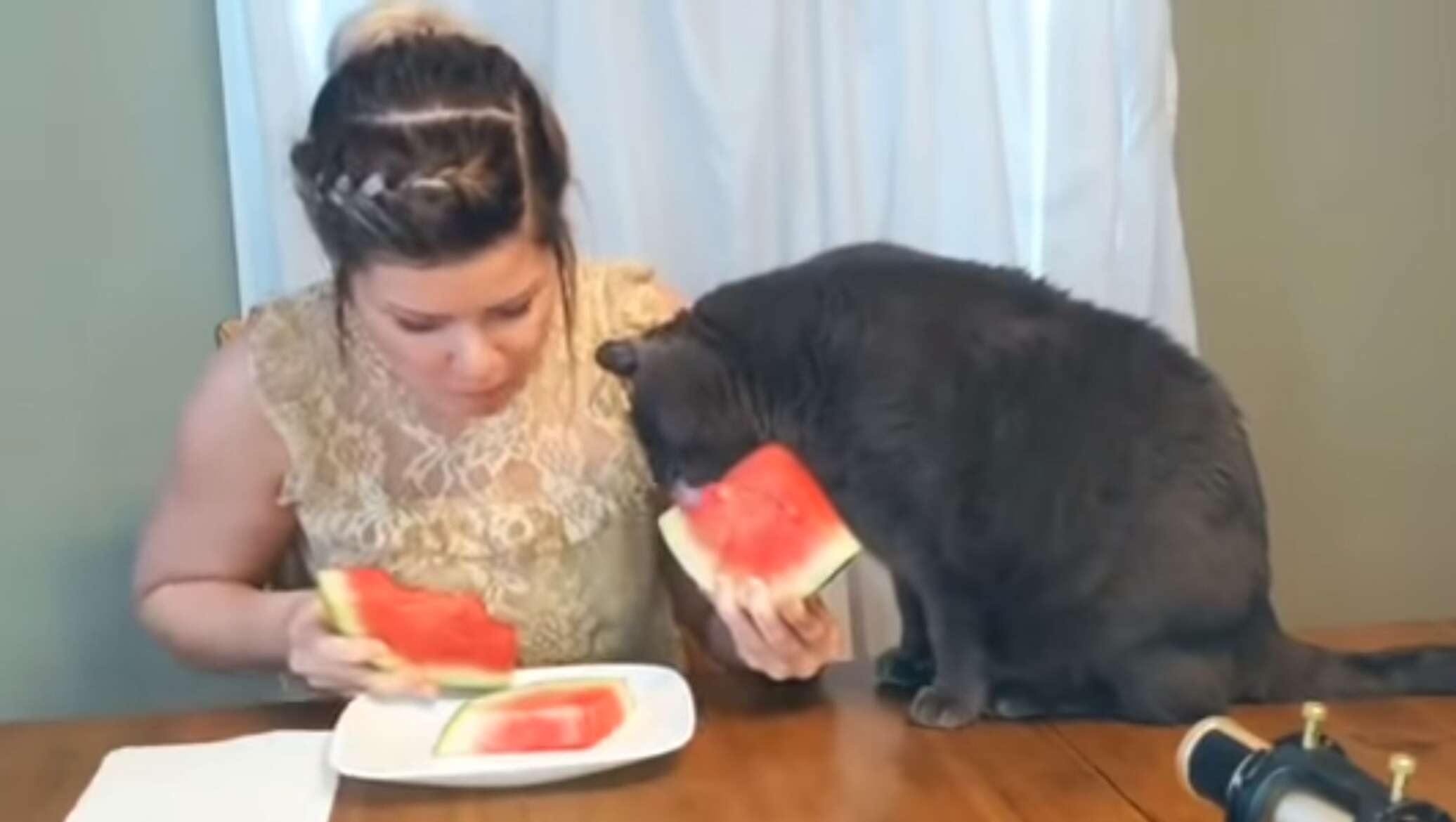 Кажется, твой кусок вкуснее: кошка с хозяйкой едят арбуз - видео - 22. ...