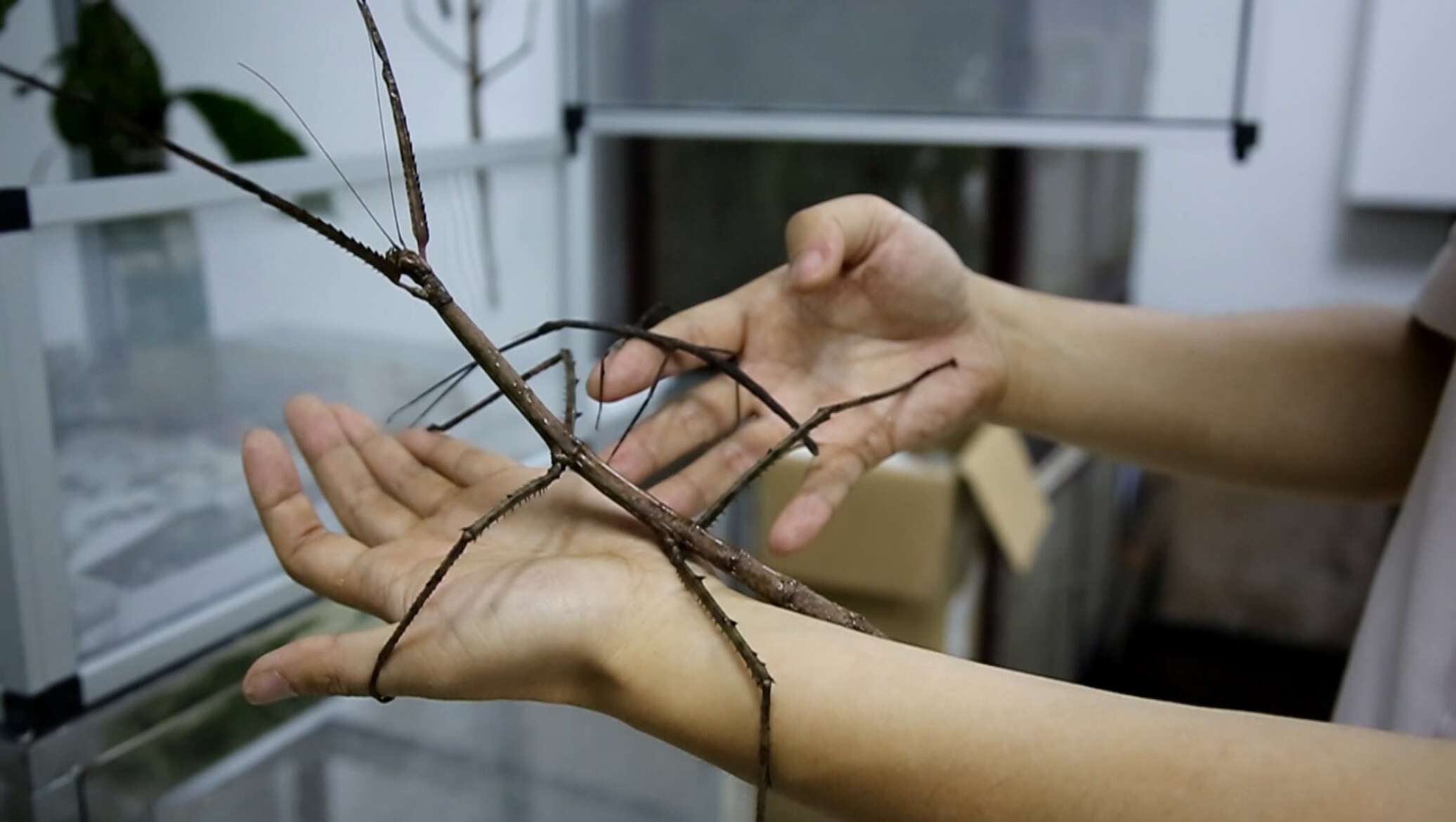 Video Viral: big bug creeps to you video