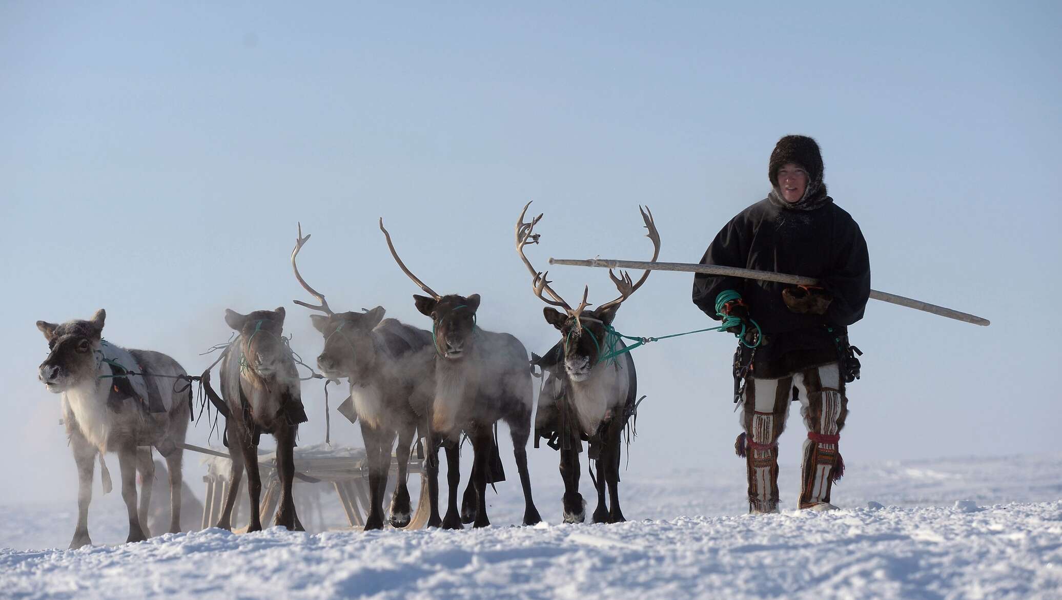 „Fugim în pădure!” Locuitorii regiunii Polare sunt amenințați de o ...